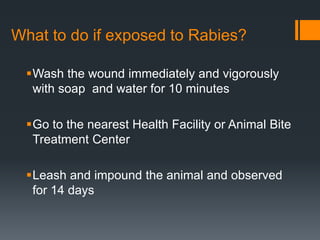 1.RABIES Awareness Presentaion powerpoint | PPTX