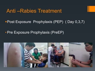 1.RABIES Awareness Presentaion powerpoint | PPTX
