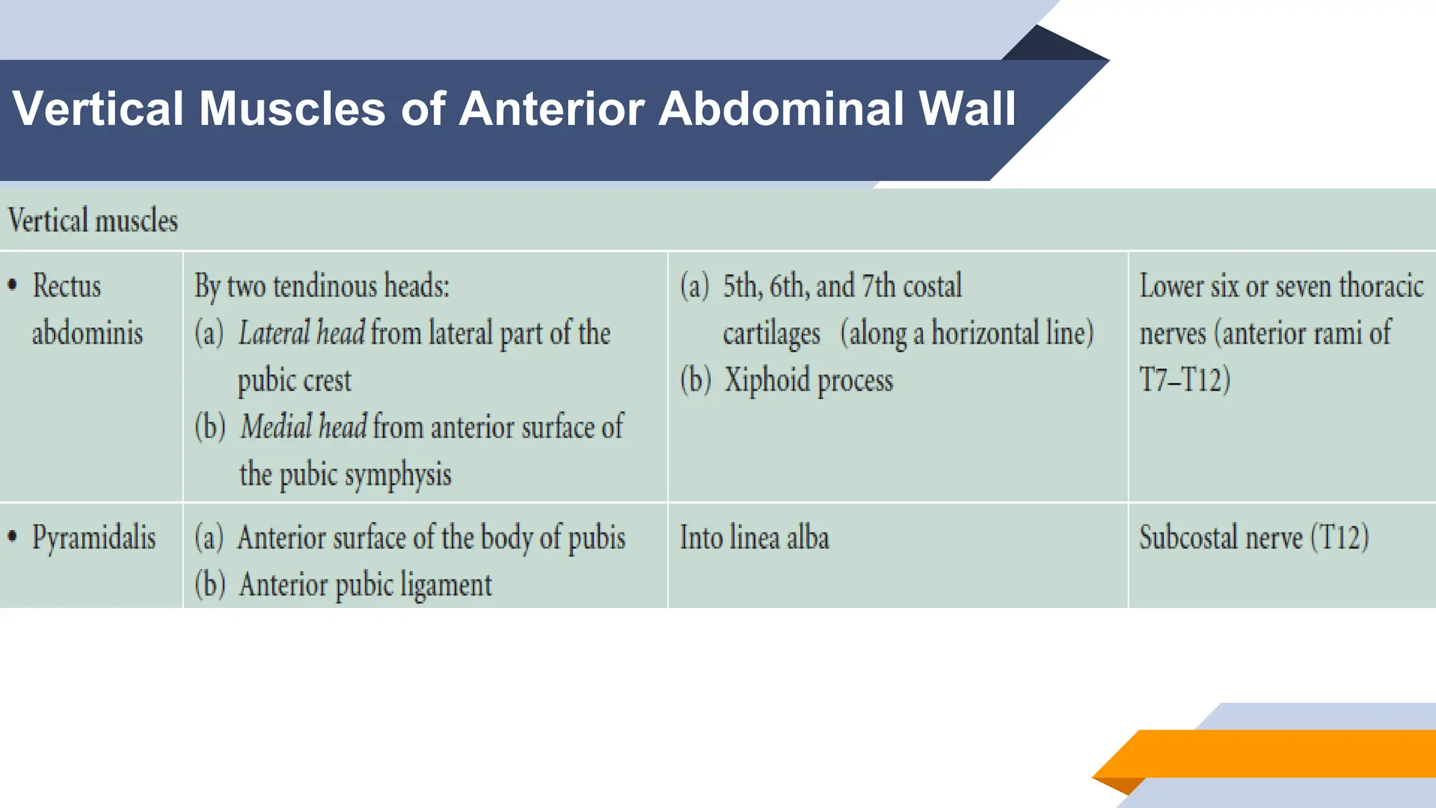 1. Anterior abdominal Wall clear description | PPT