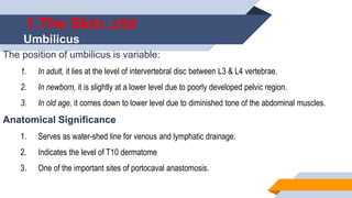1. Anterior abdominal Wall clear description | PDF