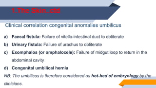1. Anterior abdominal Wall clear description | PDF