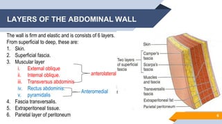 1. Anterior abdominal Wall clear description | PDF