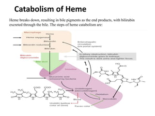 Heme synthesis for medical And Nursing studentspptx | PPTX
