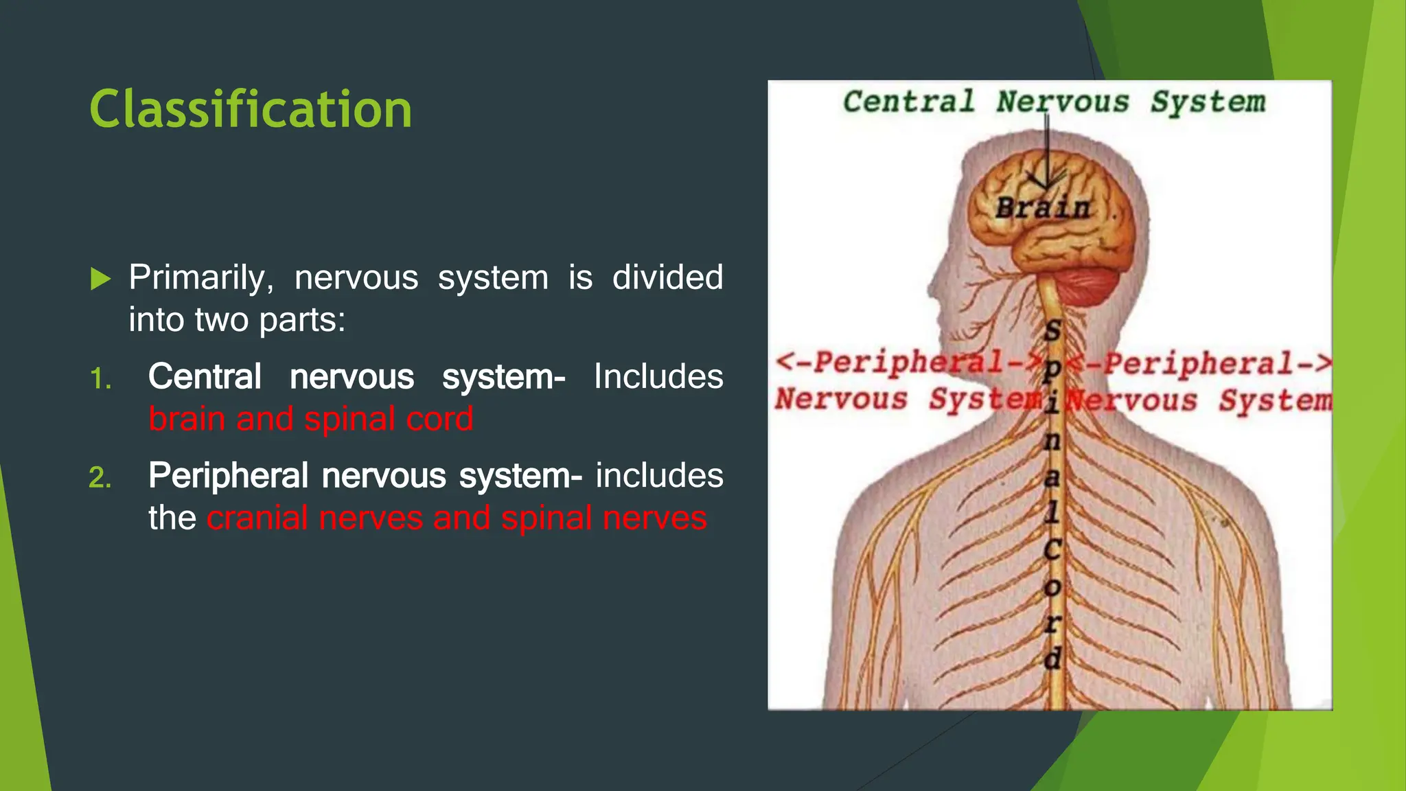 1.CNS.central nervous system slideshare.pptx
