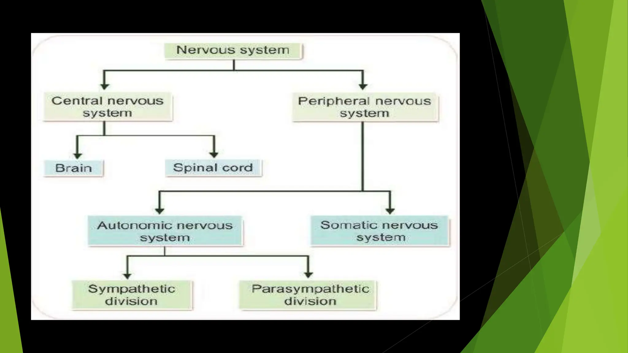 1.CNS.central nervous system slideshare.pptx