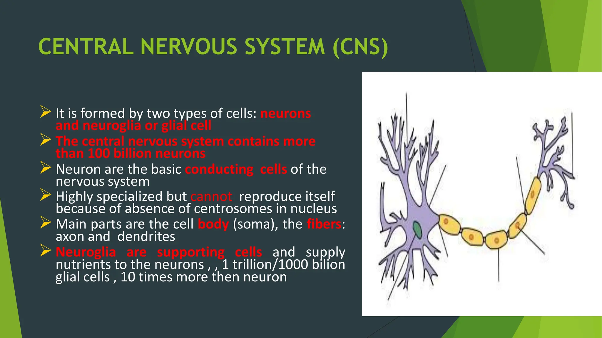 1.CNS.central nervous system slideshare.pptx