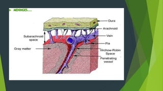 1.CNS.central nervous system slideshare.pptx