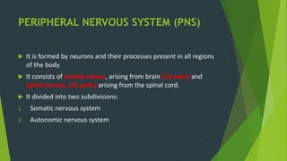 1.CNS.central nervous system slideshare.pptx