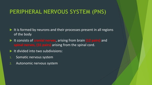 1.CNS.central nervous system slideshare.pptx
