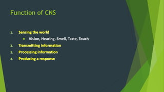 1.CNS.central nervous system slideshare.pptx