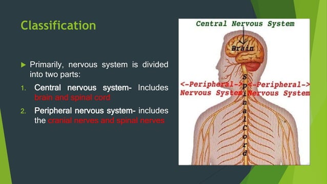 1.CNS.central nervous system slideshare.pptx