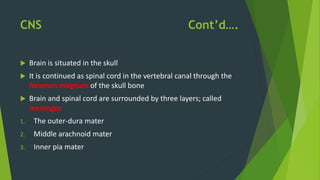 1.CNS.central nervous system slideshare.pptx