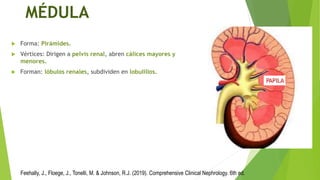 1.Organización estructural del riñon (Anatomia). .pptx