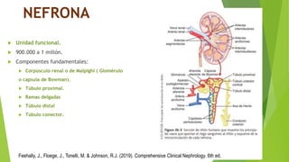 1.Organización estructural del riñon (Anatomia). .pptx