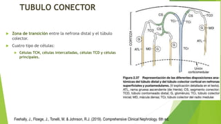 1.Organización estructural del riñon (Anatomia). .pptx