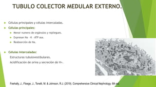 1.Organización estructural del riñon (Anatomia). .pptx