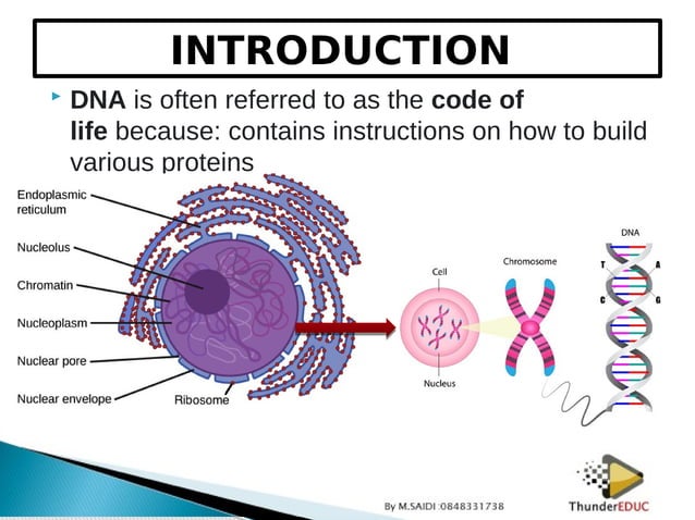 1. DNA CODE OF LIFE. .pdf | Chemistry | Science