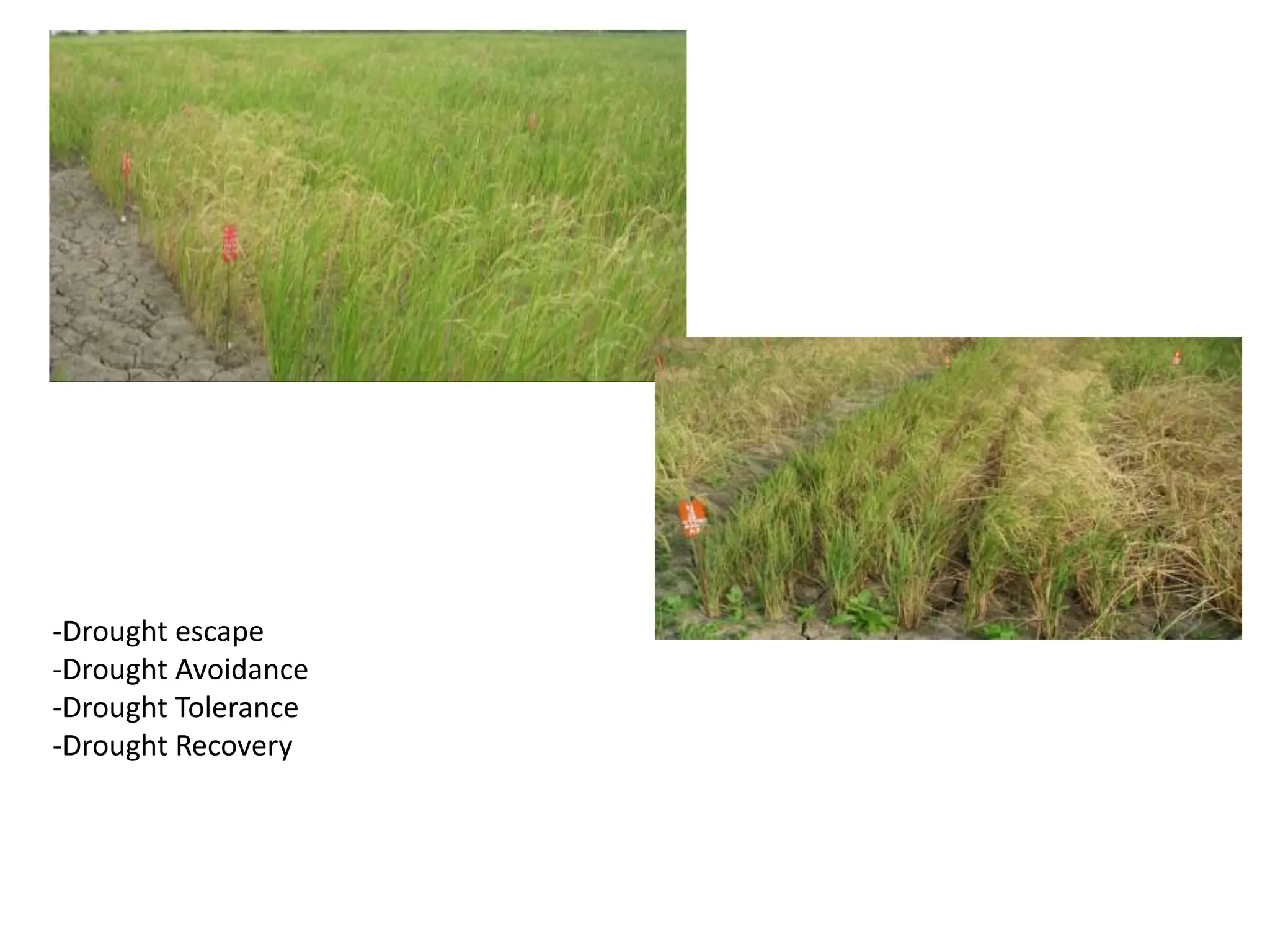 Different types of abiotic stresses in crops | PPT