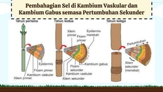 jenis Tumbuhan yang ada di dunia ini sila tengok | PPTX
