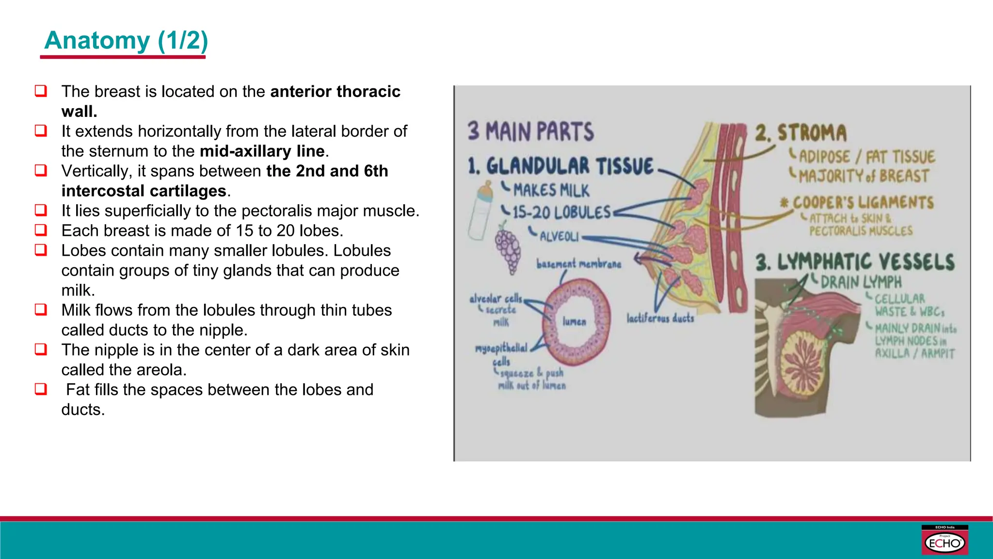 Breast Cancer- introduction, patho,signs-sympt.pptx