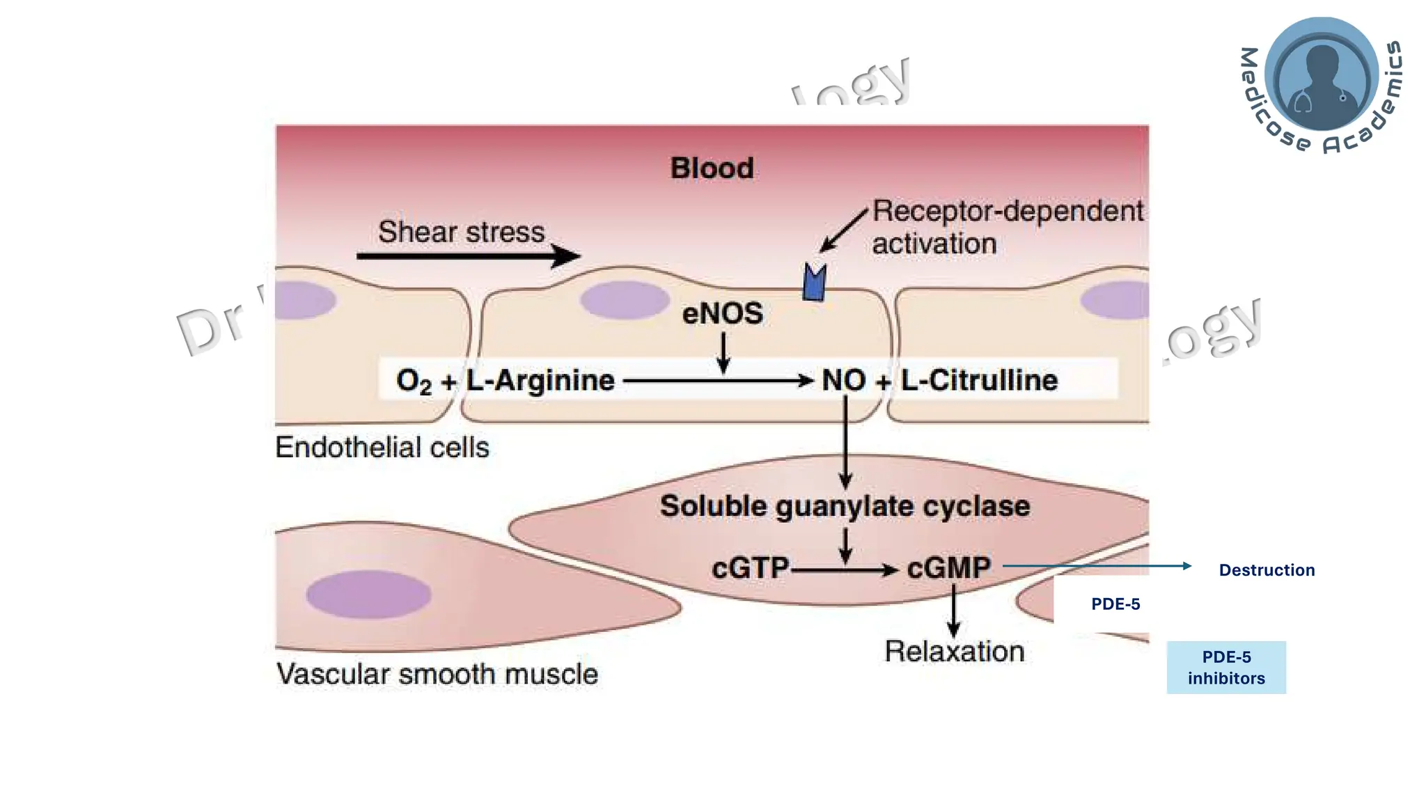 Control of Local Blood Flow: acute and chronic | PDF