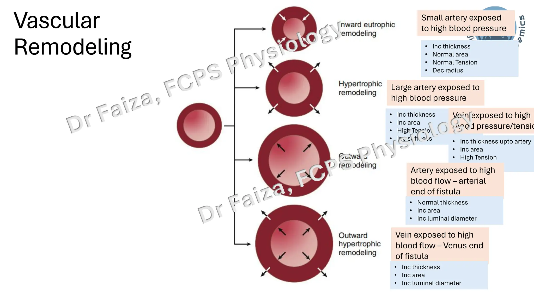 Control of Local Blood Flow: acute and chronic | PDF