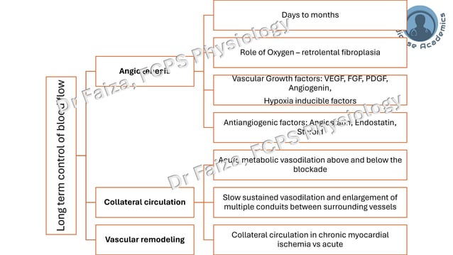 Control of Local Blood Flow: acute and chronic | PPT