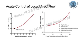 Control of Local Blood Flow: acute and chronic | PPT
