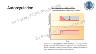 Control of Local Blood Flow: acute and chronic | PPT