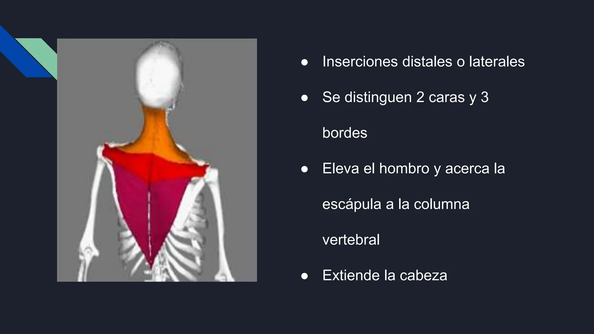 MÚSCULOS DE LA CINTURA ESCAPULAR ANATOMIA | PPTX