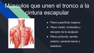 MÚSCULOS DE LA CINTURA ESCAPULAR ANATOMIA | PPTX
