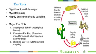 1. International Training Workshop on Maize production in Bhutan.pptx