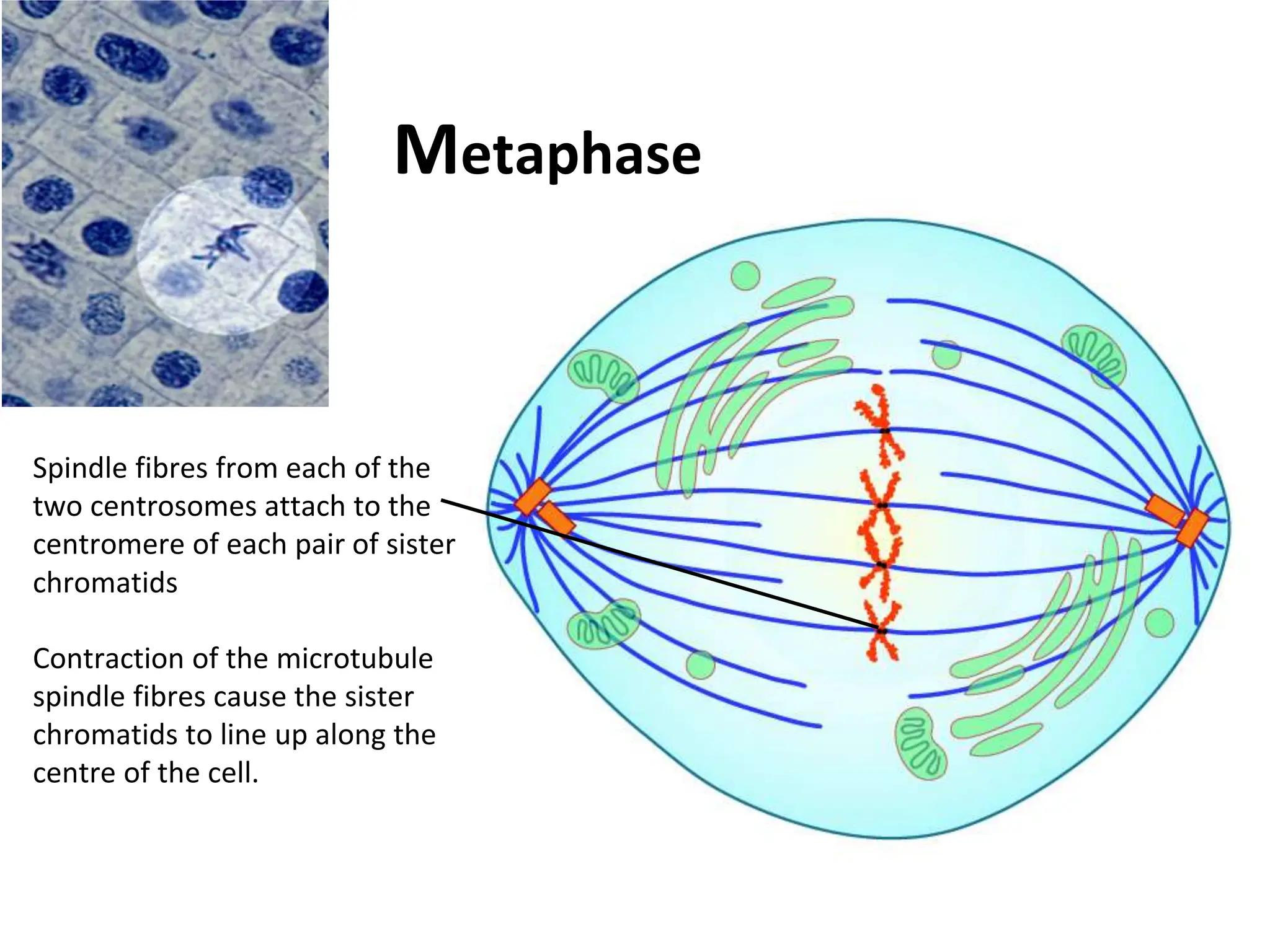 1.6 Cell division (CANCER,MITOSIS, DIVISION) | PPTX
