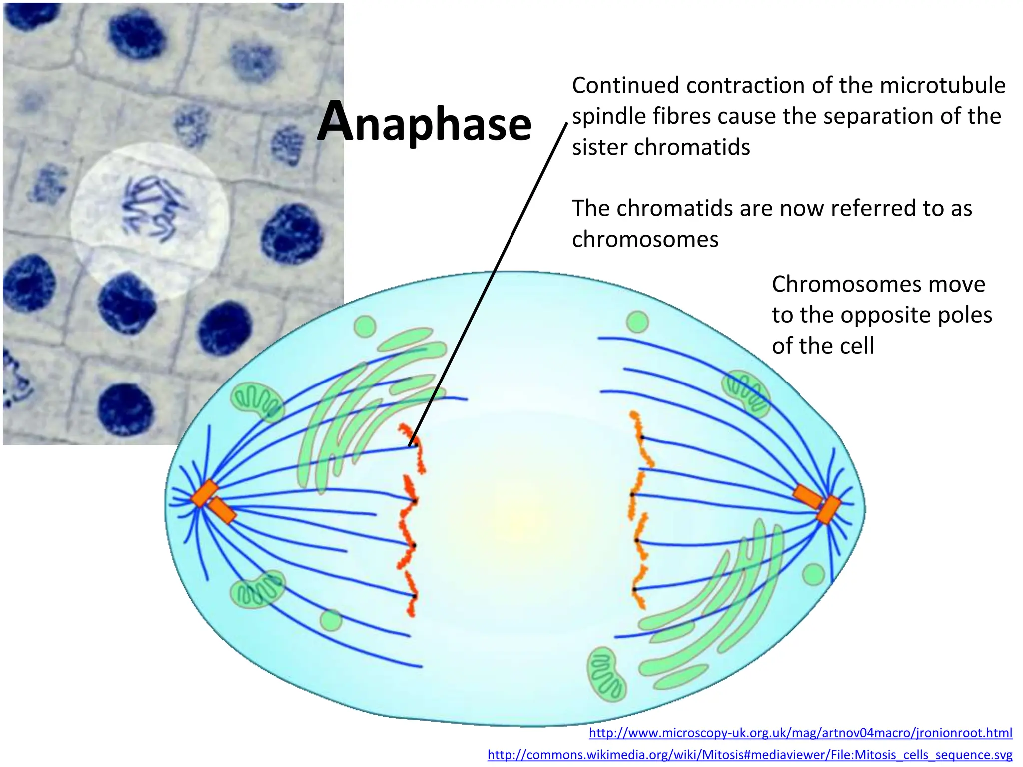 1.6 Cell division (CANCER,MITOSIS, DIVISION) | PPTX