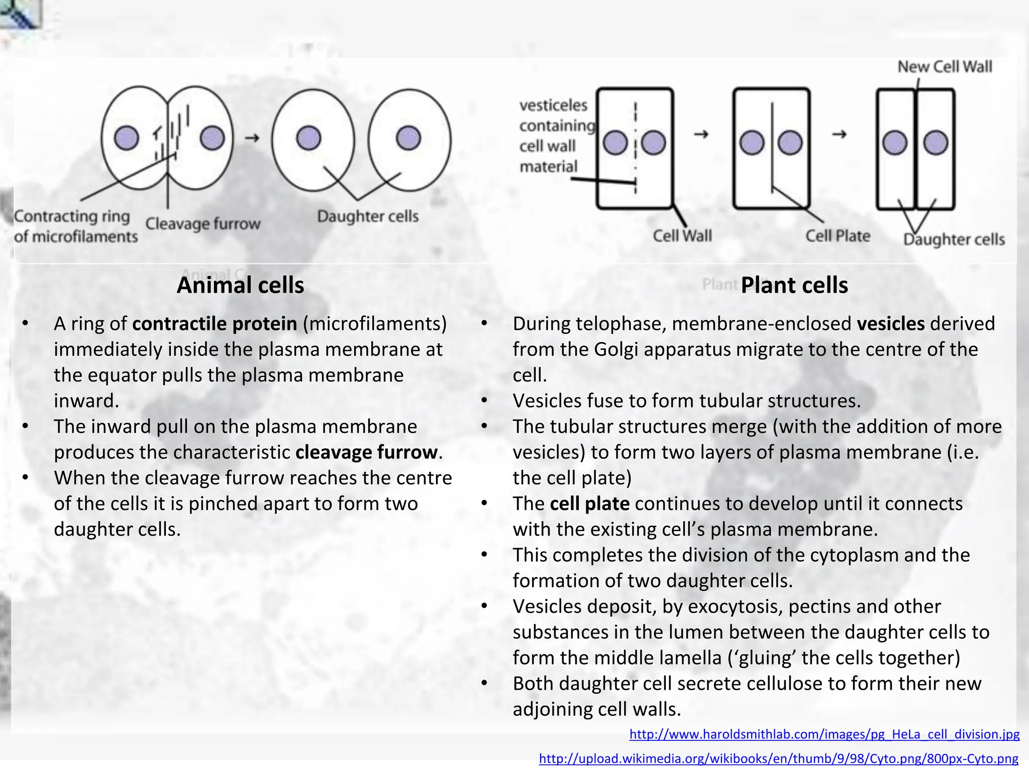 1.6 Cell division (CANCER,MITOSIS, DIVISION) | PPTX