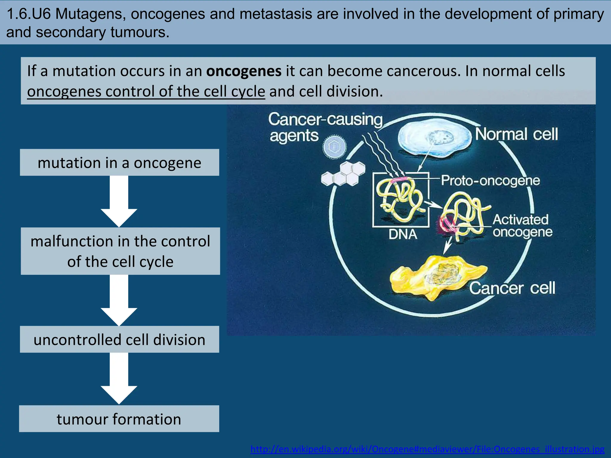 1.6 Cell division (CANCER,MITOSIS, DIVISION) | PPTX