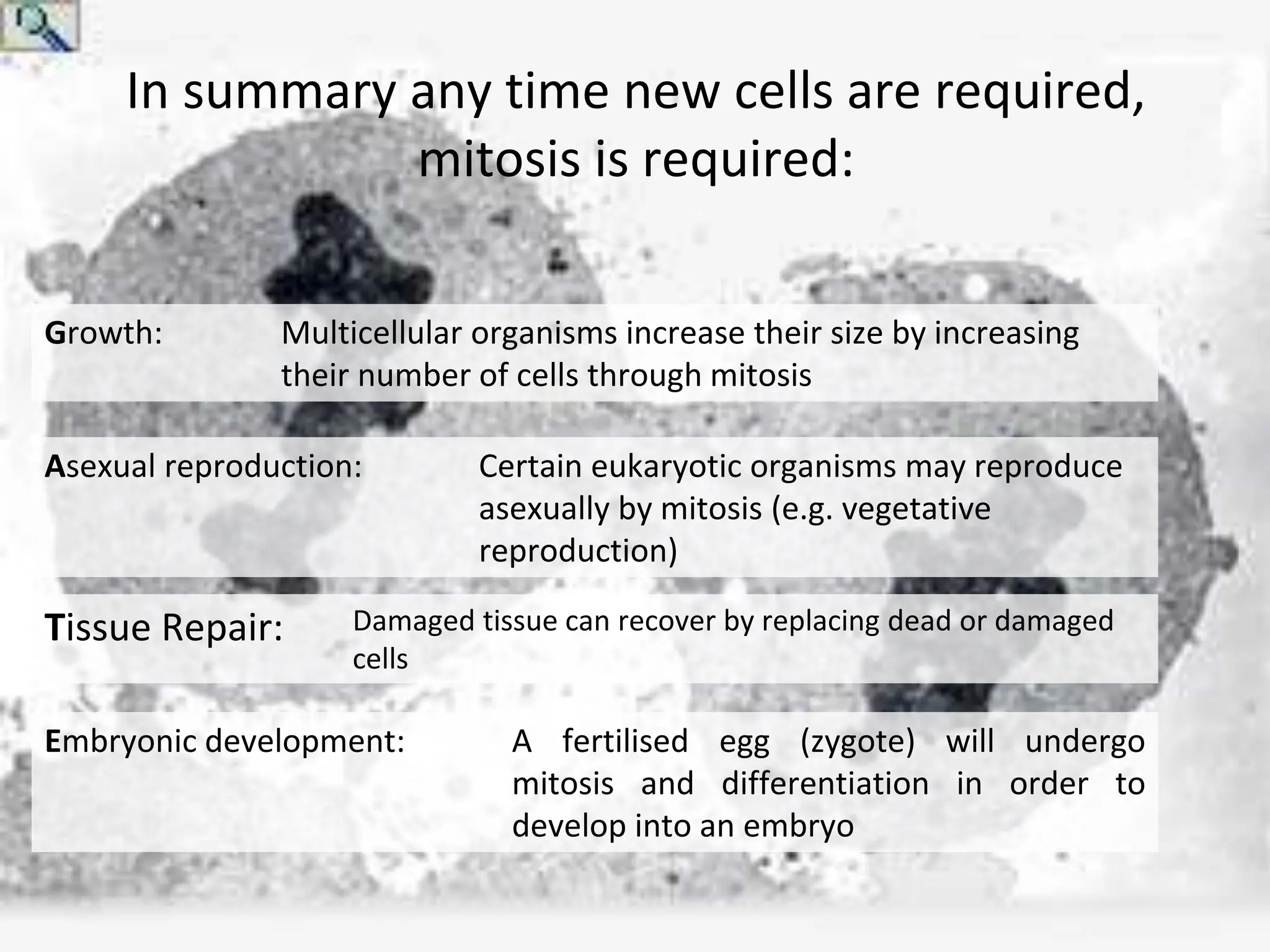 1.6 Cell division (CANCER,MITOSIS, DIVISION) | PPTX