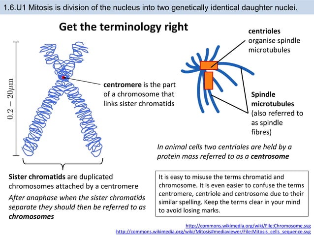 1.6 Cell division (CANCER,MITOSIS, DIVISION) | PPT