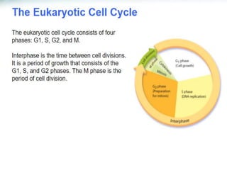 1.6 Cell division (CANCER,MITOSIS, DIVISION) | PPTX | Needlework | Arts ...