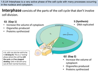 1.6 Cell division (CANCER,MITOSIS, DIVISION) | PPTX | Needlework | Arts ...