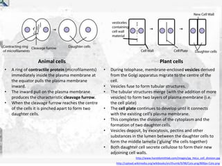 1.6 Cell division (CANCER,MITOSIS, DIVISION) | PPTX