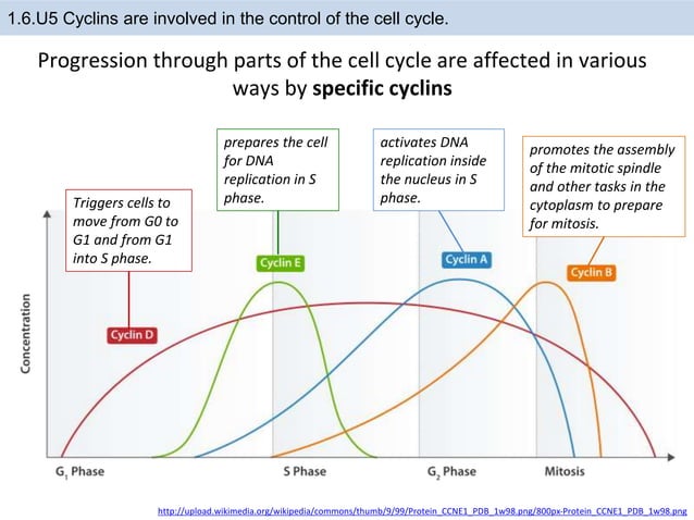 1.6 Cell division (CANCER,MITOSIS, DIVISION) | PPT
