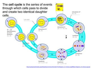 1.6 Cell division (CANCER,MITOSIS, DIVISION) | PPTX