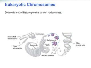 1.6 Cell division (CANCER,MITOSIS, DIVISION) | PPTX
