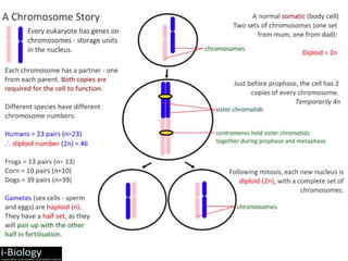 1.6 Cell division (CANCER,MITOSIS, DIVISION) | PPTX | Needlework | Arts ...