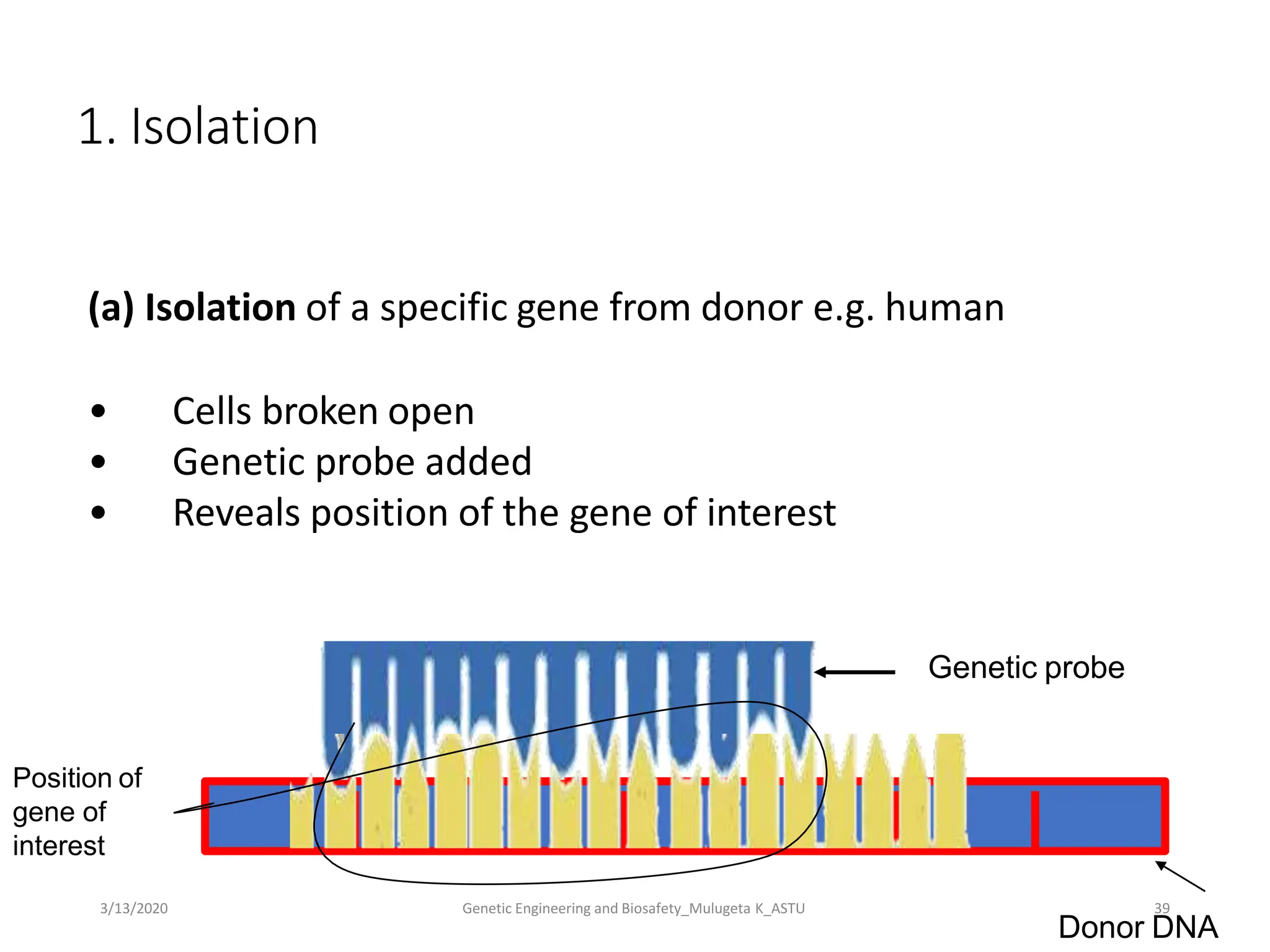 1. Introduction to Genetic Engineering.pptx | Genetics | Science