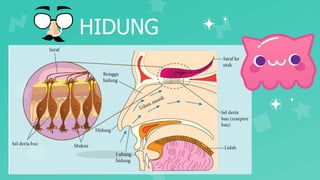 1.2 HIDUNG LIDAH KULIT.pdf SAINS TINGKATAN 3 BAB 1 | PDF