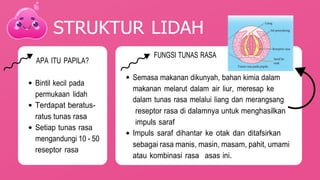 1.2 HIDUNG LIDAH KULIT.pdf SAINS TINGKATAN 3 BAB 1 | PDF