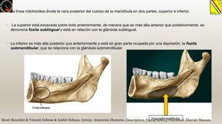 1.OSTEOLOGIA MANDibular - CORREGIDO.pptx