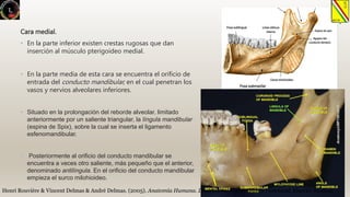 1.OSTEOLOGIA MANDibular - CORREGIDO.pptx